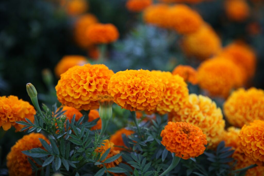 Nagietek lekarski - właściwości, zastosowanie i pielęgnacja - Ogrody ...
